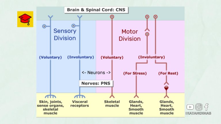 √ Proses Sensorik Motorik Dalam Perpektif Ilmu Psikologi